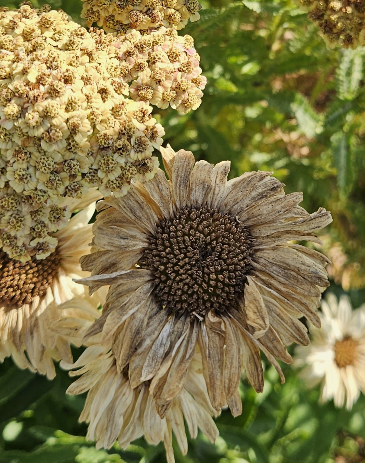 Enjoying Faded Summer: appreciating the beauty of faded flowers ...